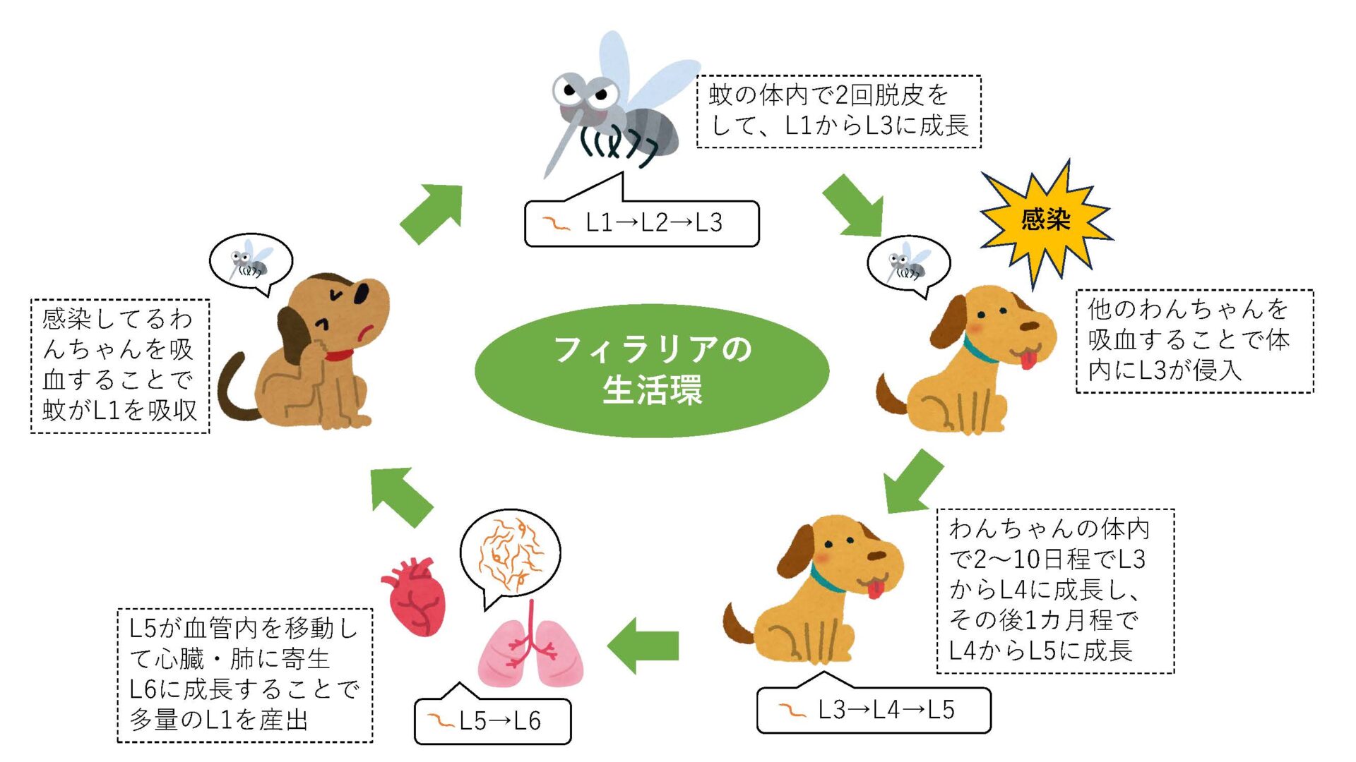 しょう動物病院かかると大変なフィラリア症について ～横浜みどり動物医療センター しょう動物病院～